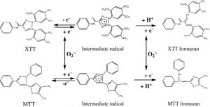تست MTT – هماژن